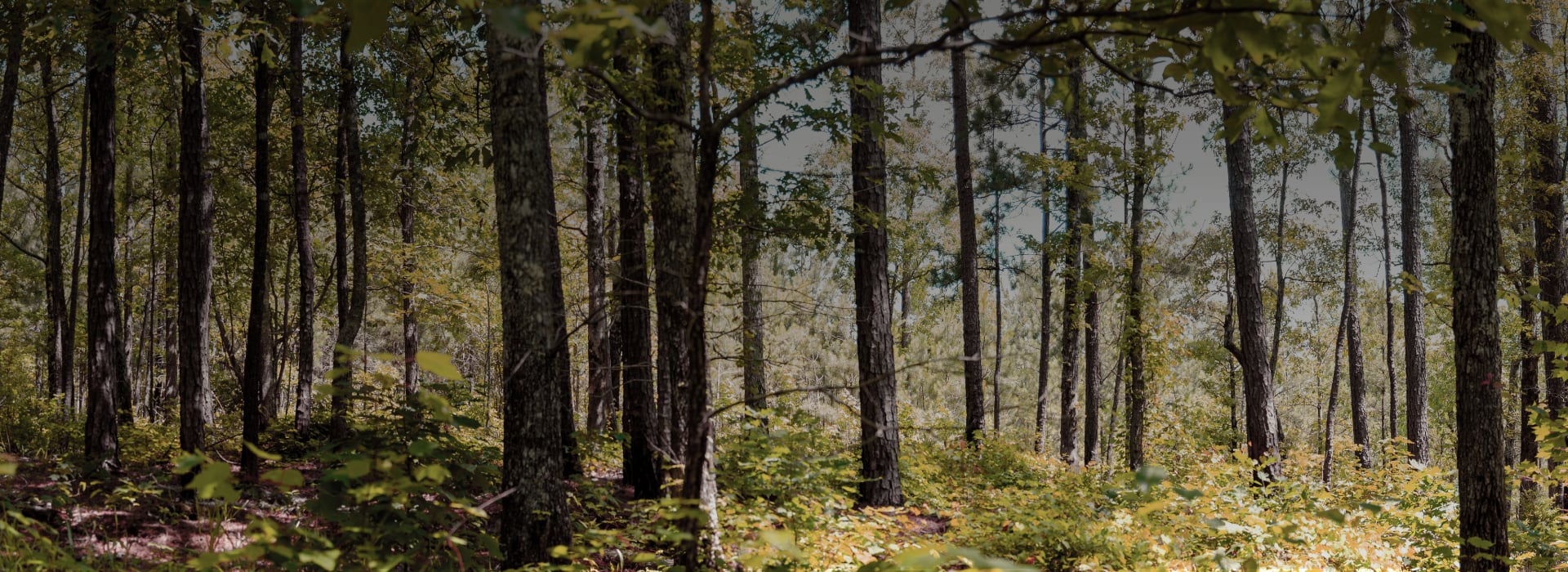 Investment & Recreational Land | JLLland.com